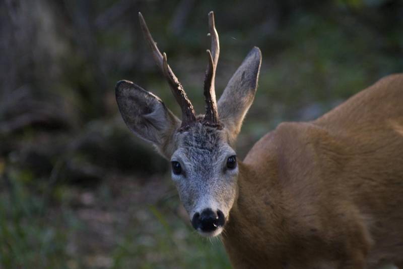 LOVAC.info portal - Srna obična (Capreolus capreolus L.)