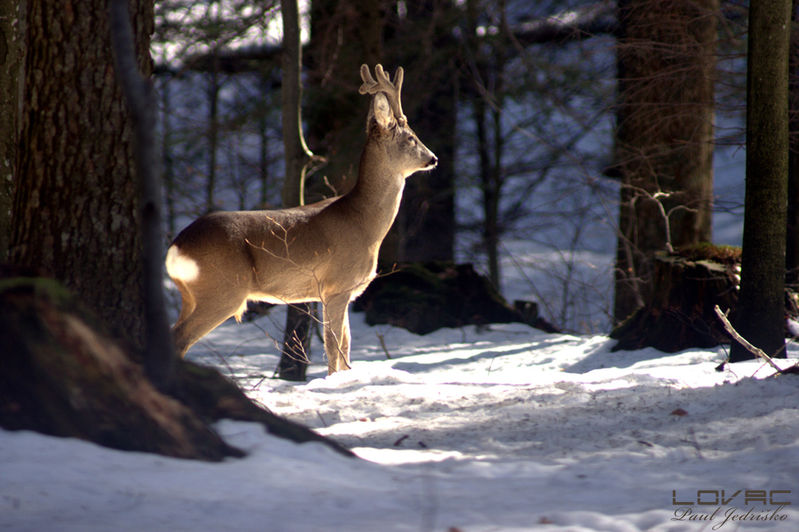 LOVAC.info portal - Srna obična (Capreolus capreolus L.)