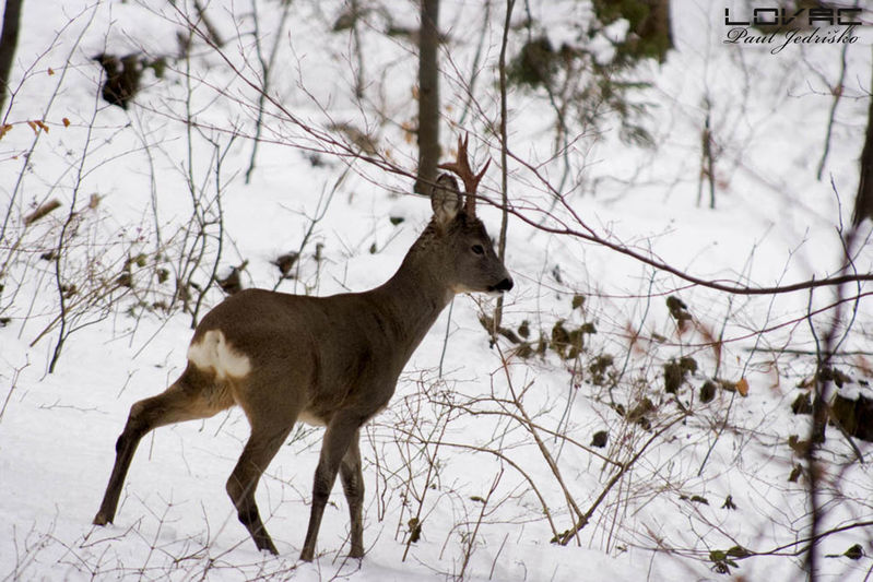 LOVAC.info portal - Srna obična (Capreolus capreolus L.)
