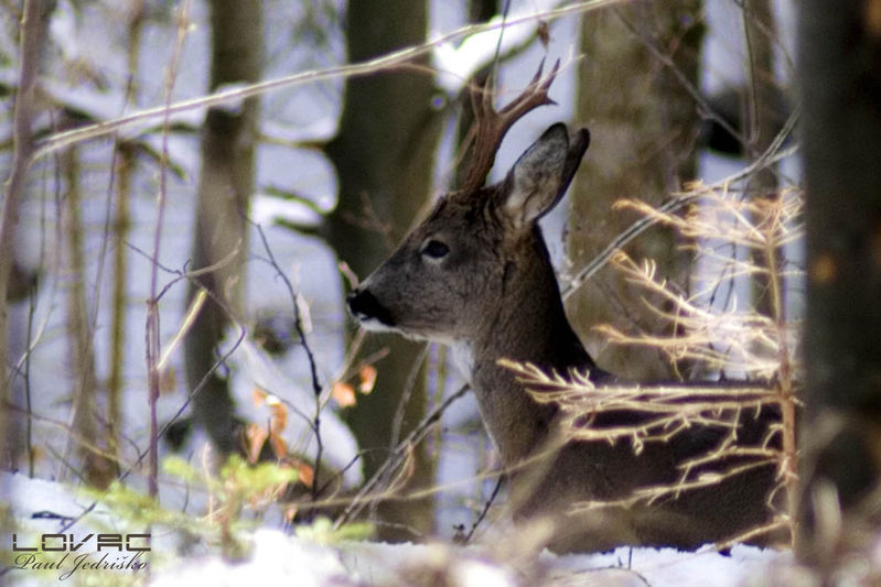 LOVAC.info portal - Srna obična (Capreolus capreolus L.)