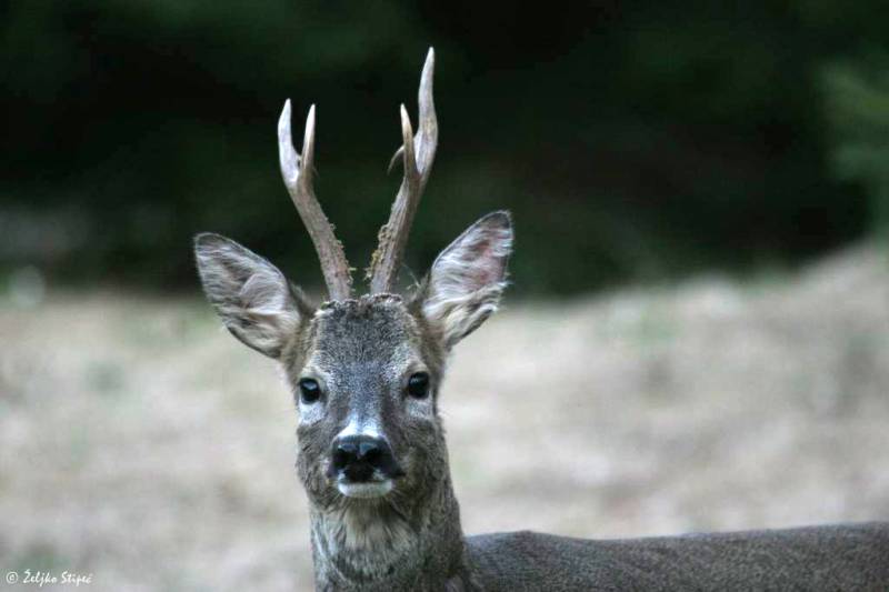 LOVAC.info portal - Srna obična (Capreolus capreolus L.)