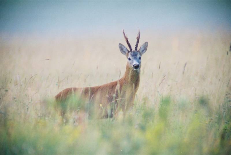LOVAC.info portal - Srna obična (Capreolus capreolus L.)