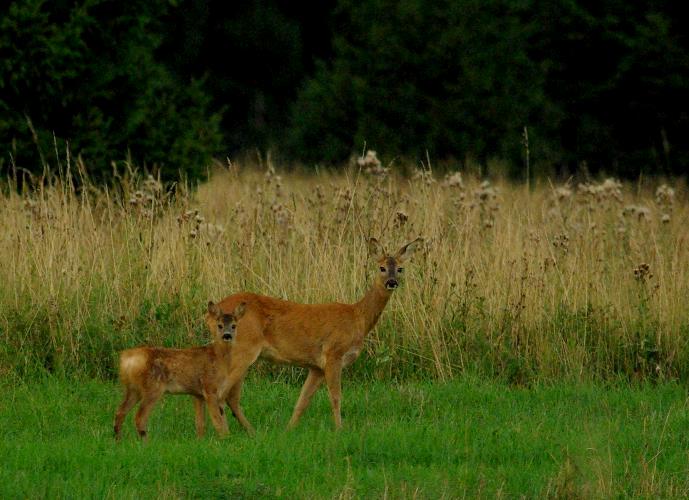 LOVAC.info portal - Srna obična (Capreolus capreolus L.)
