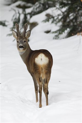LOVAC.info portal - Srna obična (Capreolus capreolus L.)