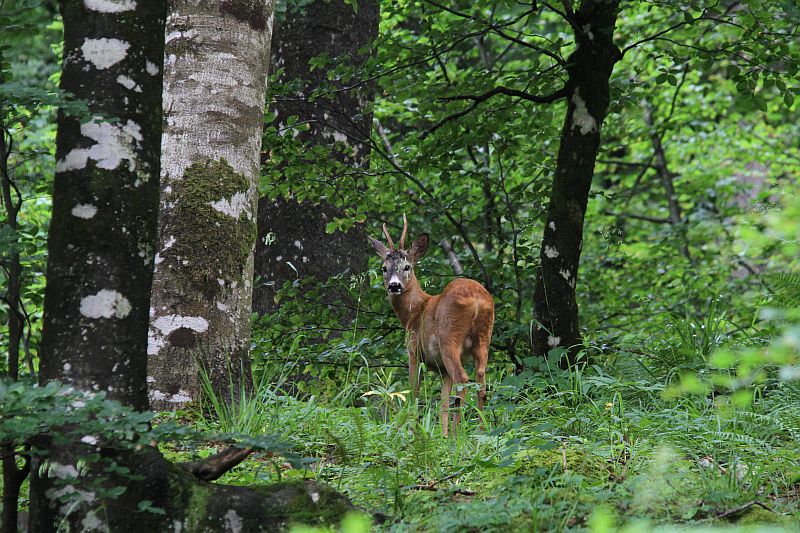 LOVAC.info portal - Srna obična (Capreolus capreolus L.)