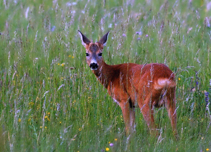 LOVAC.info portal - Srna obična (Capreolus capreolus L.)